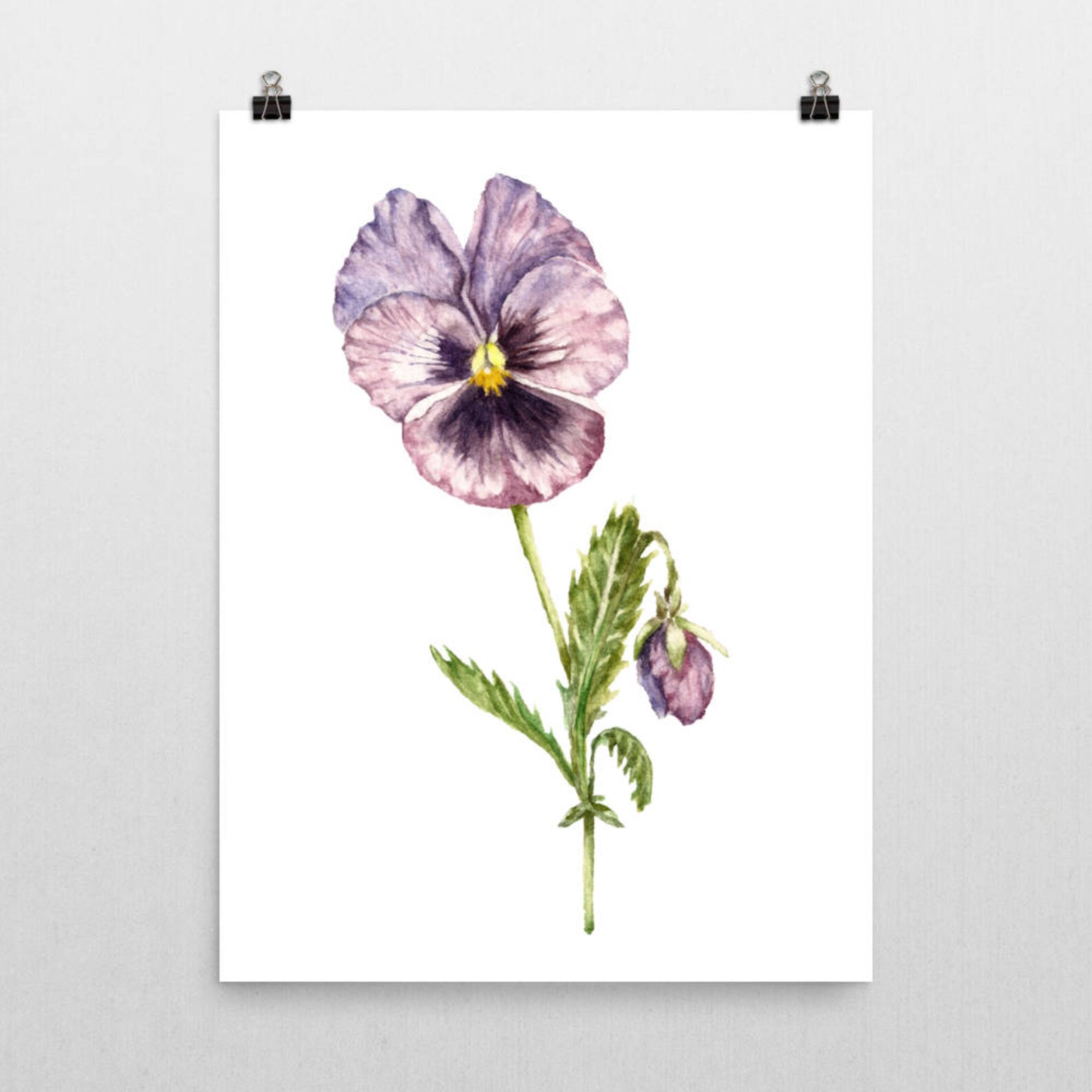 Purple Pansy Botanical Art Print of Watercolor Painting - Etsy