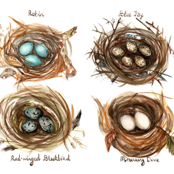 Bird Nest Art - Etsy