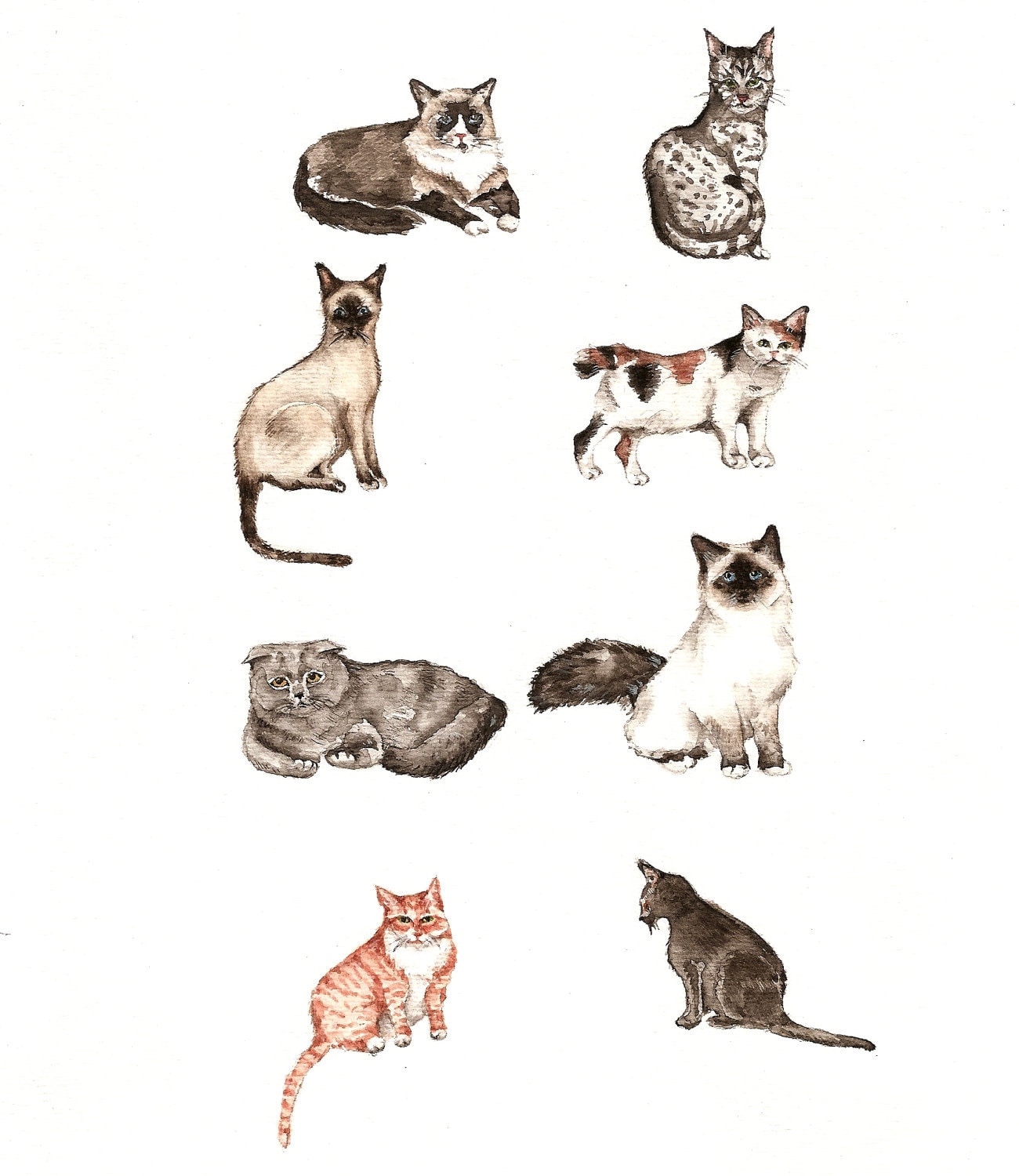 Different Cat Breeds Art Print of Watercolor Painting Wall - Etsy