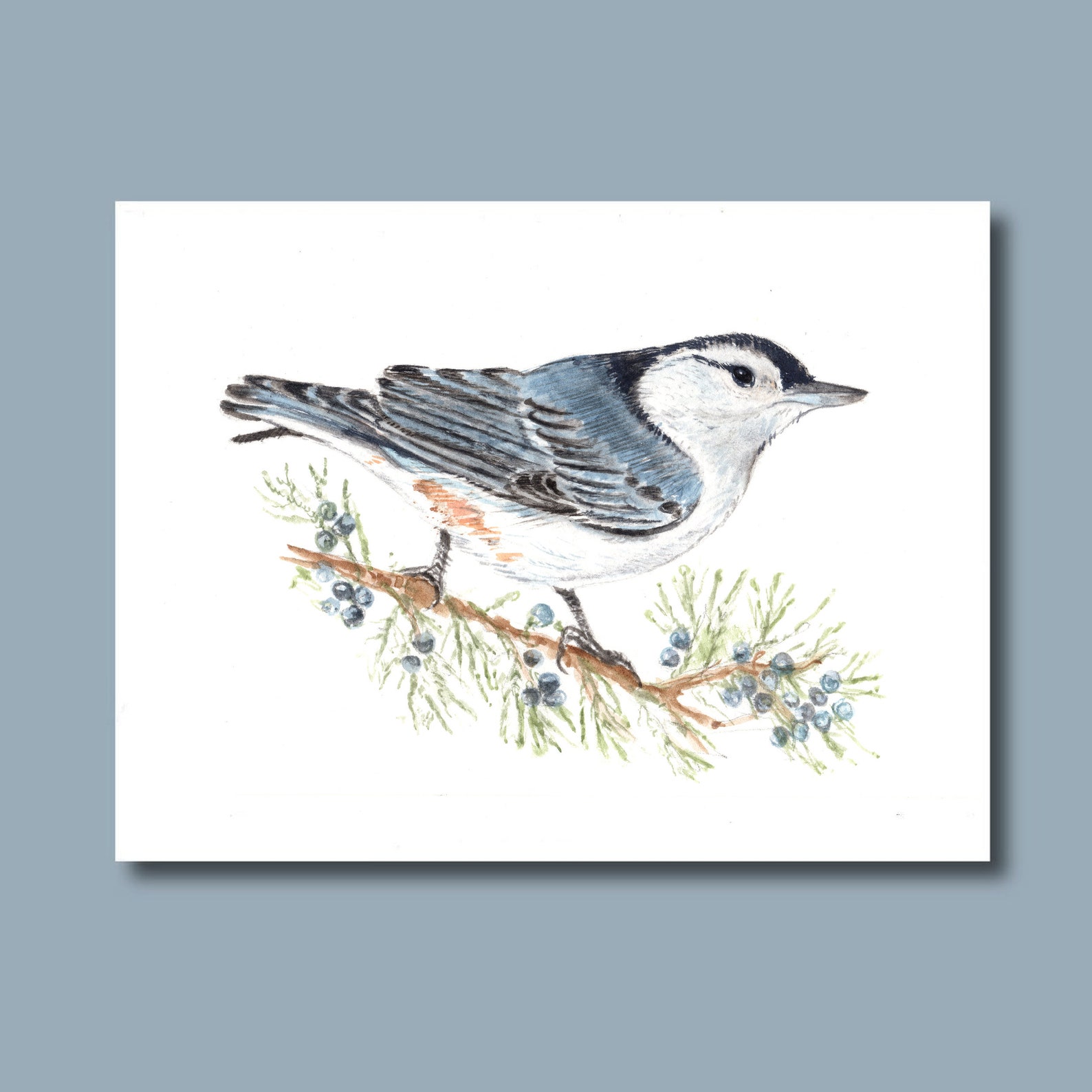 Cute Nuthatch- Art Print of Original Watercolor Painting - New Years ...