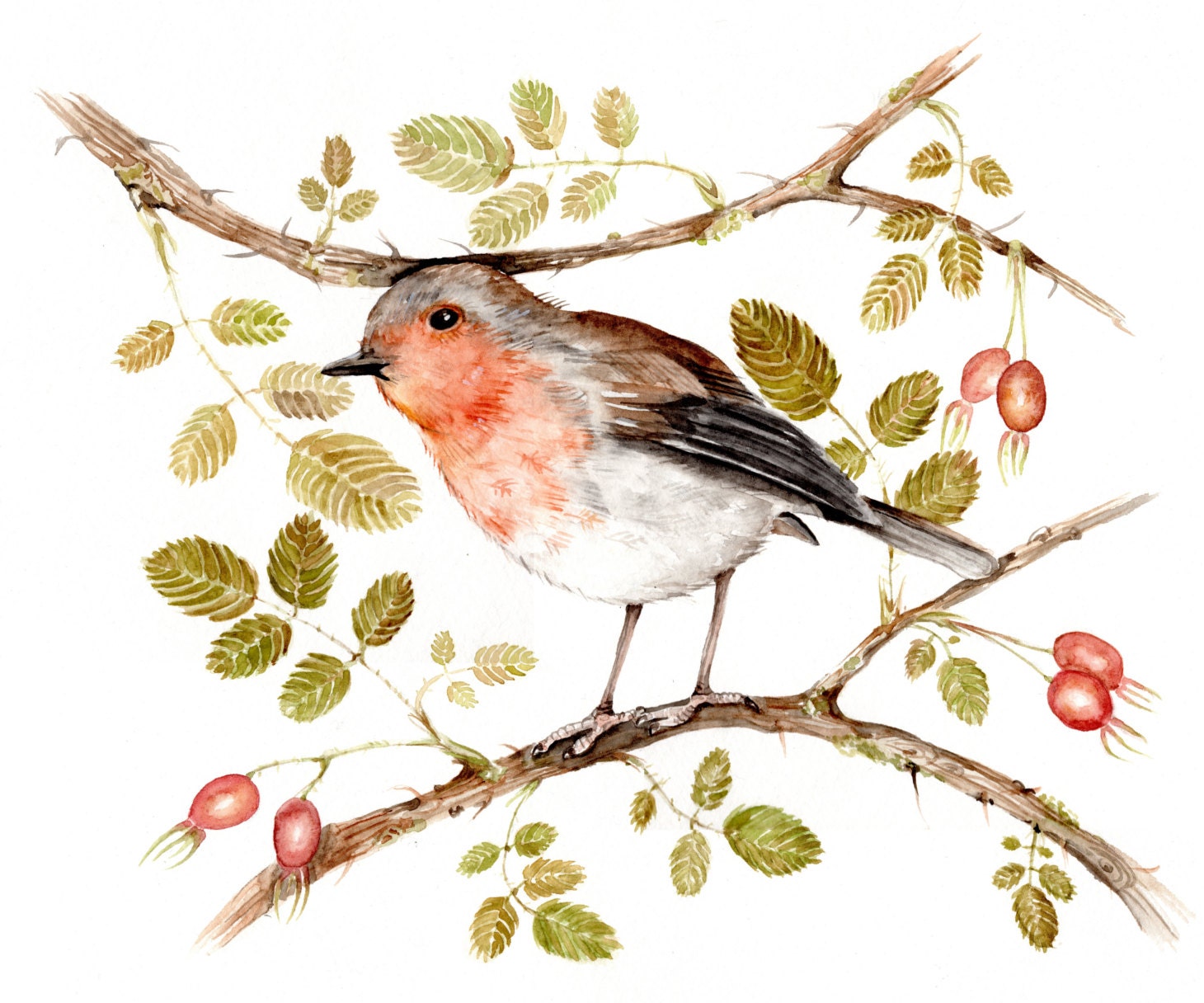 European Robin in Rose Hip Watercolor Art Print Nature Art Wildlife ...