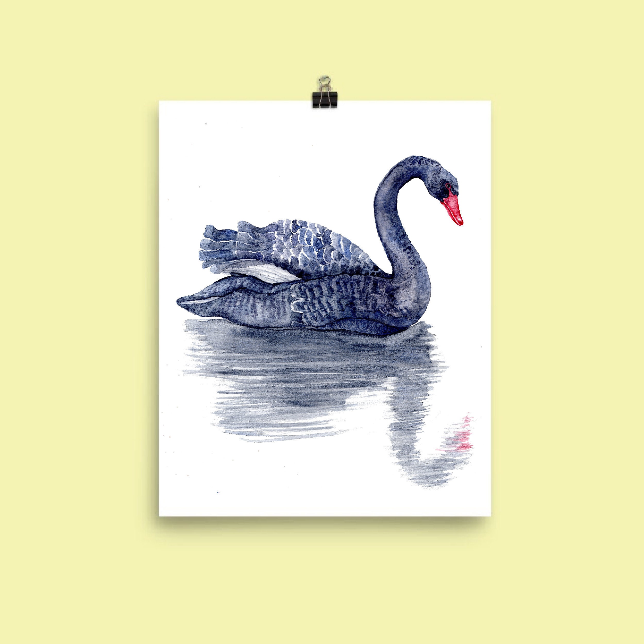 Black Swan Bird Drawing