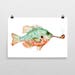 River Sunfish With a Pipe Large Art Print of Watercolor Painting ...