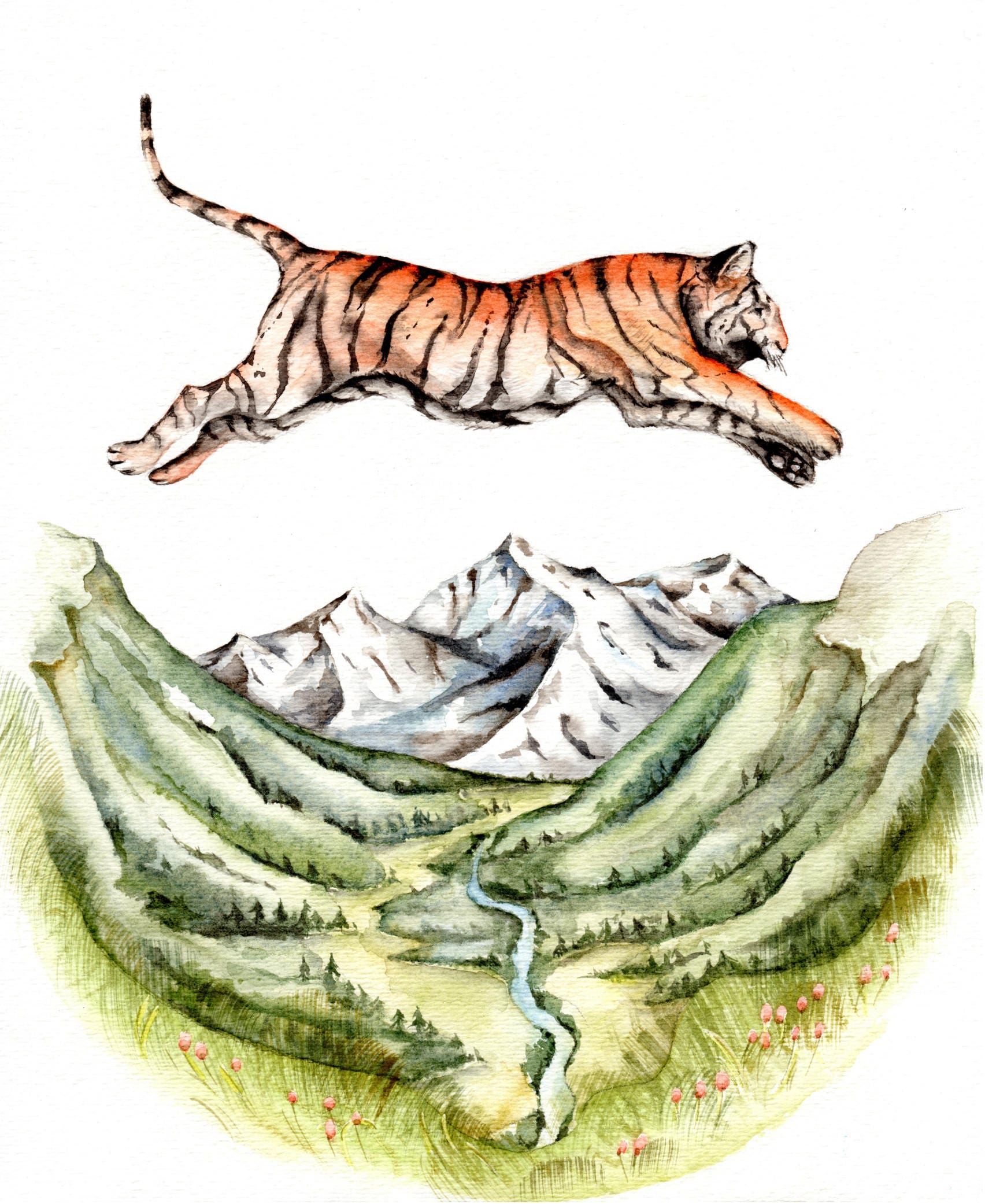Tiger Pouncing Drawing