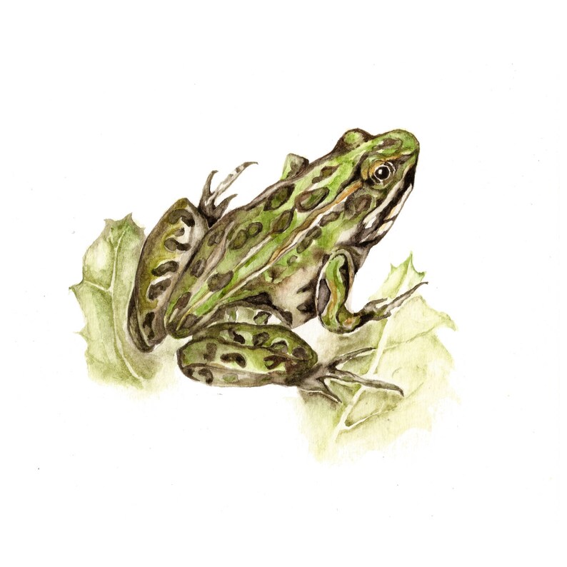 Northern Leopard Frog - Fine Art Print of Original Watercolor Painting ...