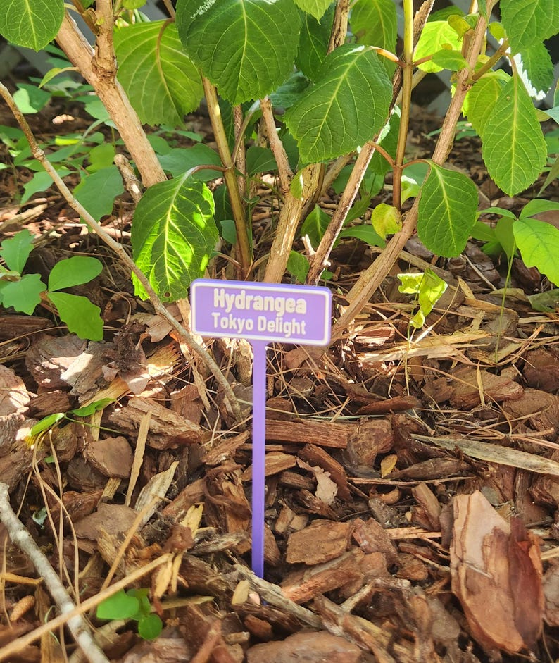 Custom Plant Label Marker Stakes, Personalized Name Tags for Herb ...