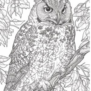 Majestic Owls Coloring Pages Digital Download, 57 Detailed Adult ...