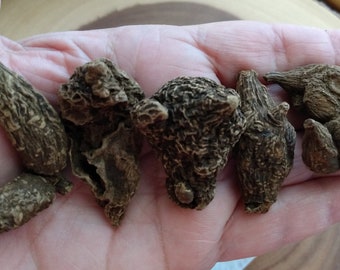 High John the Conqueror Root - Etsy