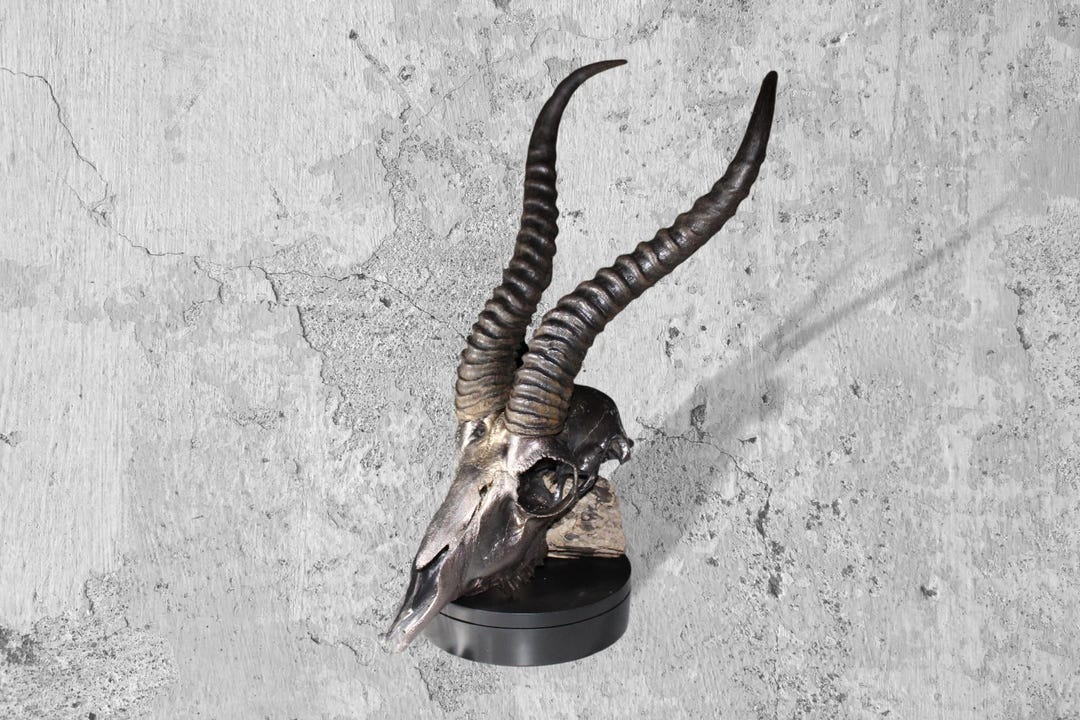 Hand-painted Metallic Springbok Skull – Anatomical Bone Art Sculpture ...