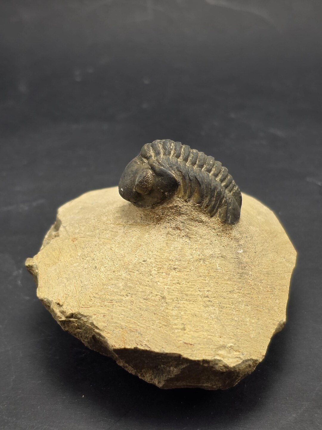 Trilobite Fossil in Natural Matrix | Devonian Phacopidae Trilobite ...