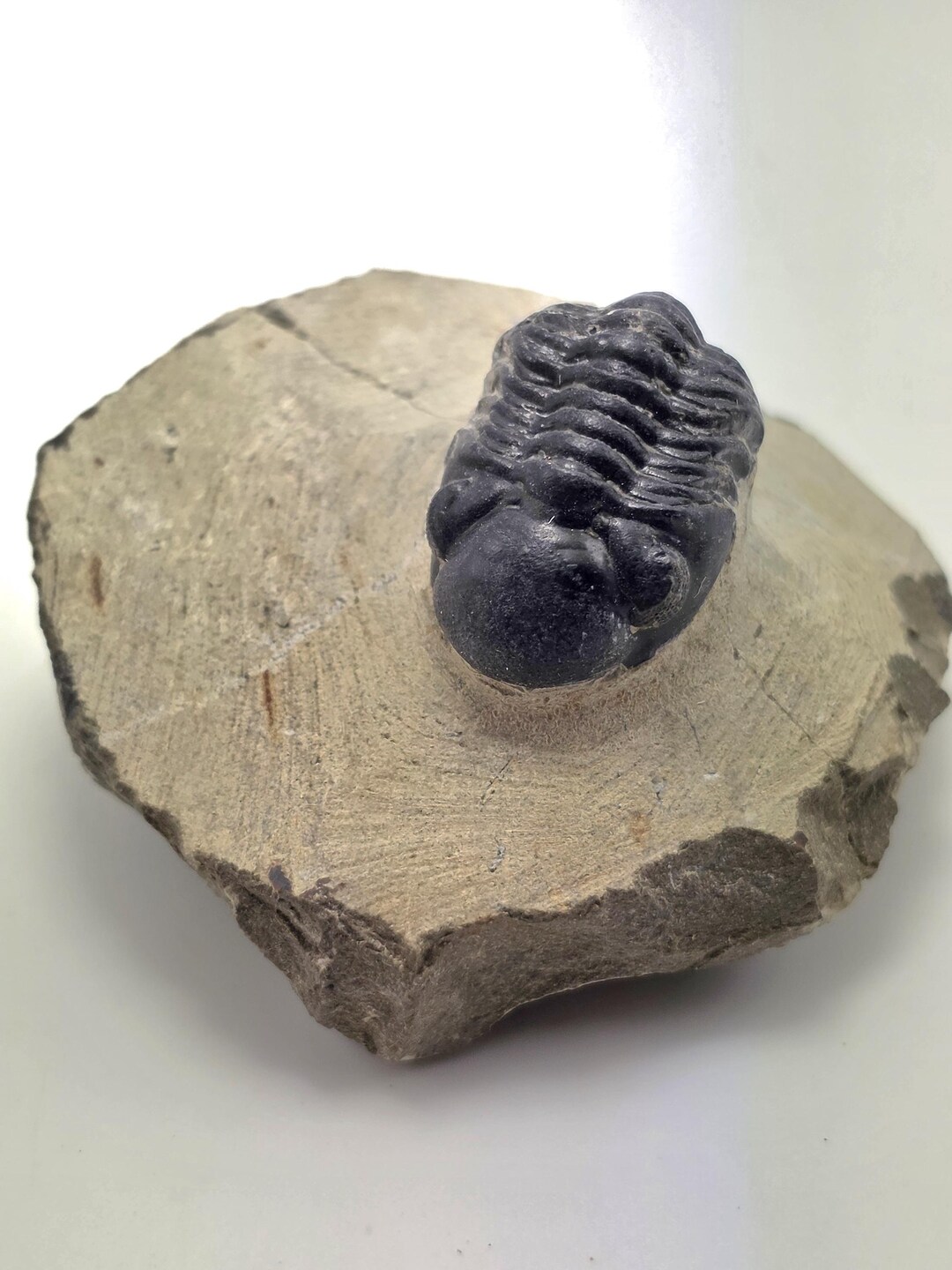 Trilobite Fossil in Natural Matrix | Devonian Phacopidae Trilobite ...