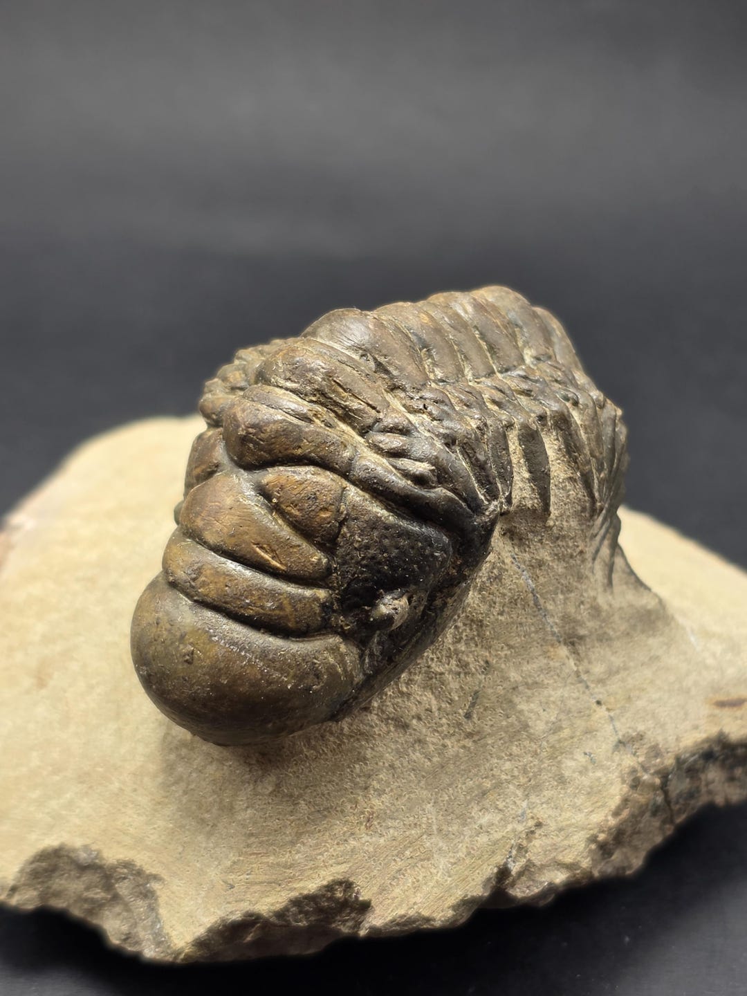 Trilobite Fossil in Natural Matrix | Crotacephalina Gibbosa | Authentic ...