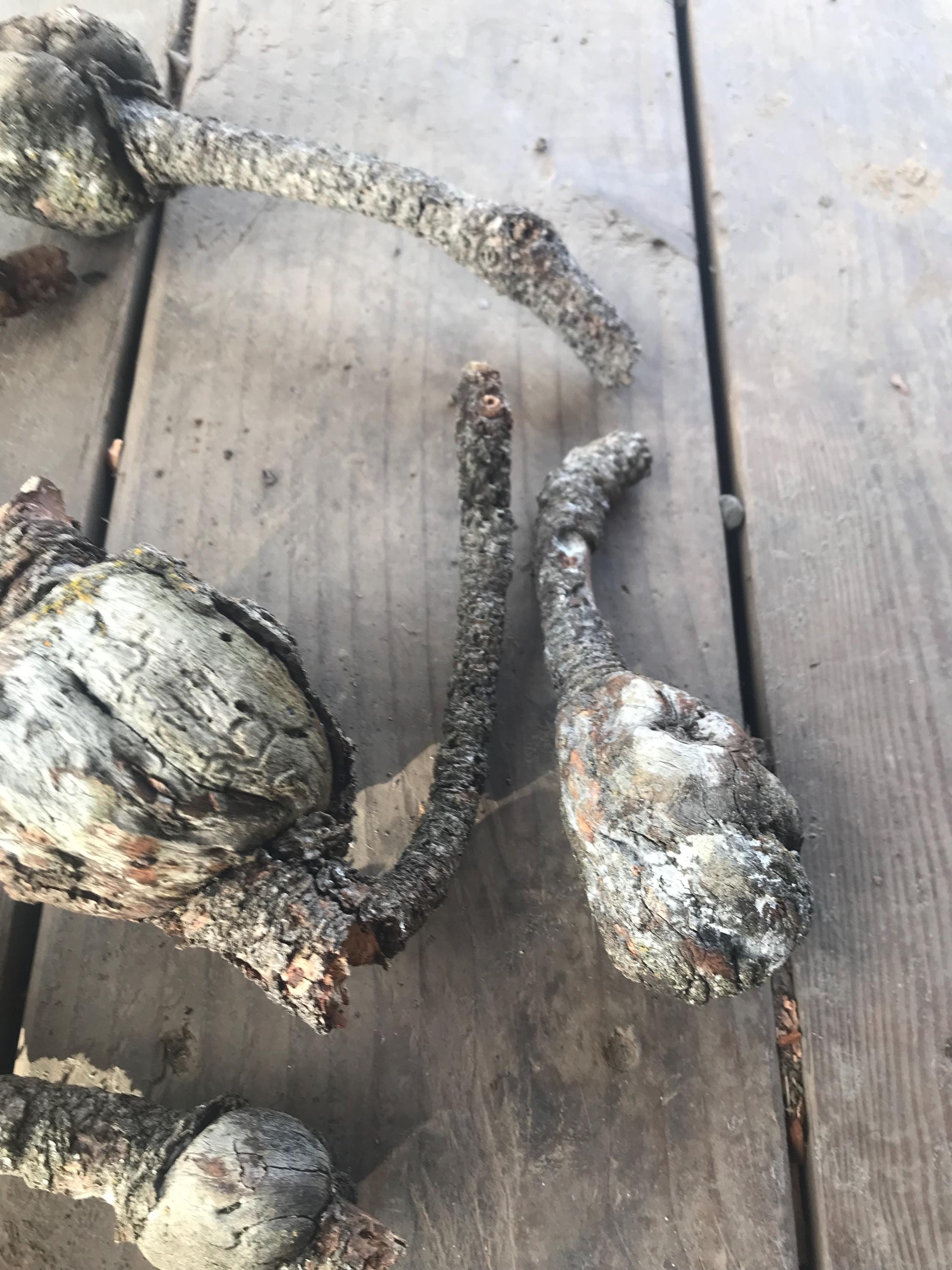 Wood Burls, Tree Knots, Rustic Decor - Etsy
