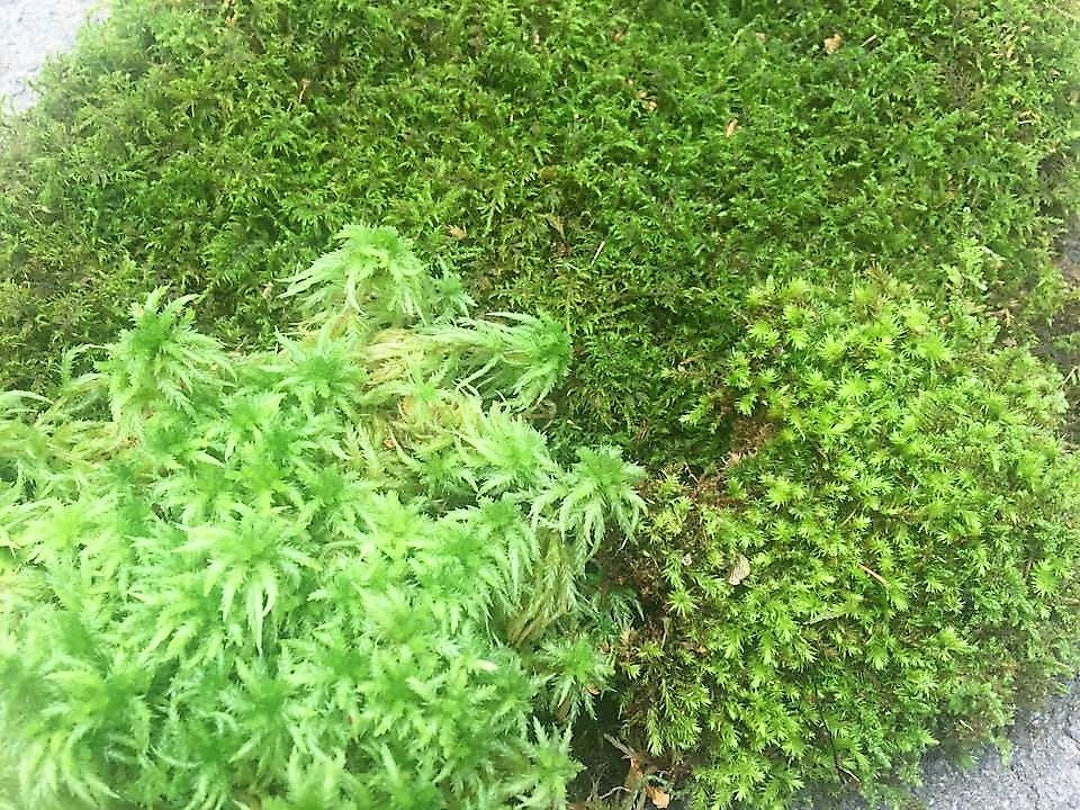 Live Bog Moss Assortment Package - Spoon Moss, Fern Moss and Sphagnum ...