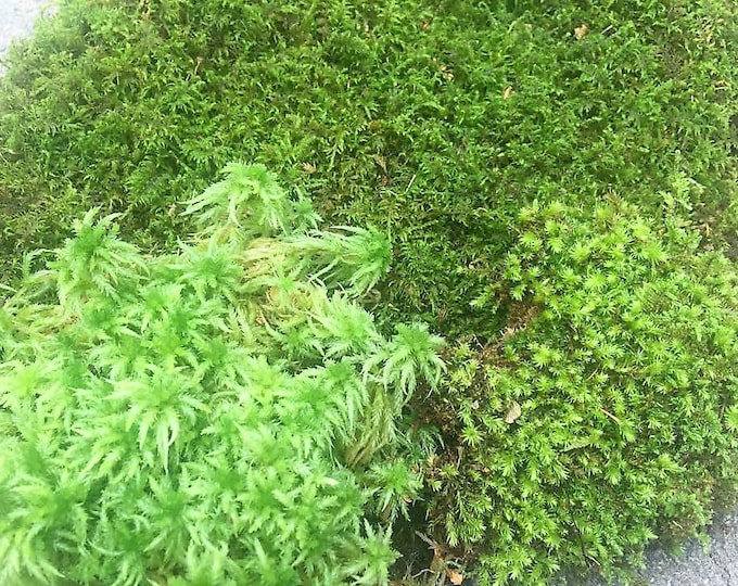 Live Bog Moss Assortment Package Spoon Moss, Fern Moss and Sphagnum ...