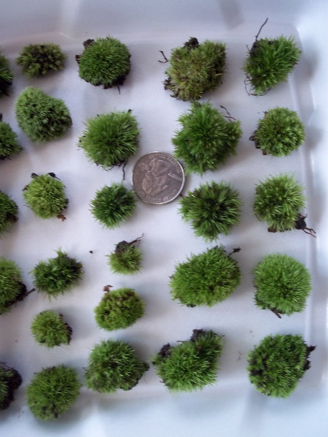 Cushion Moss Pillow Moss Pads - 20 Teeny Button Size for Terrarium ...