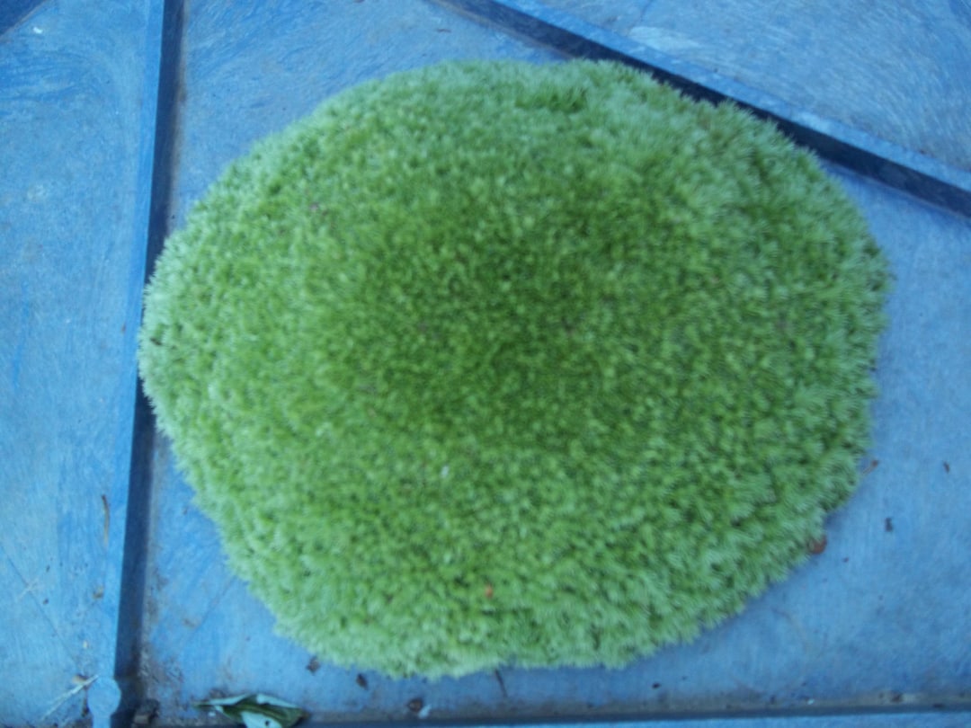 Live Cushion Moss Pillow Moss Pads - (6) Large 3" to 4-1/2" Plants ...