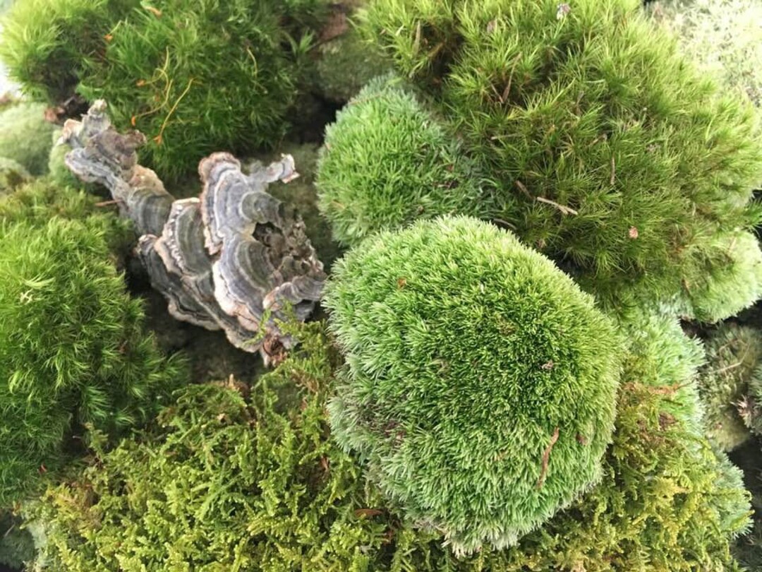 Live Super Fresh Moss Mix for Terrariums, Fairy Gardens, Gardens, Moss ...