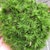 Princess Pine Tree Clubmoss Plants for Fairy Garden, Terrarium, Garden ...
