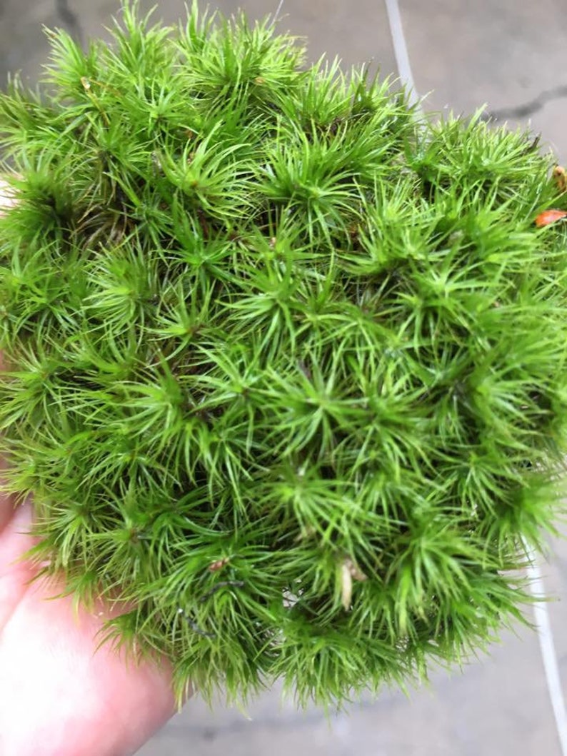 Live Frog Moss Mood Moss Pads Dicranum for Terrarium or Vivarium Quart ...