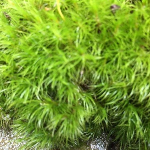 Live Frog Moss Mood Moss Pads - Dicranum for Terrarium or Vivarium ...