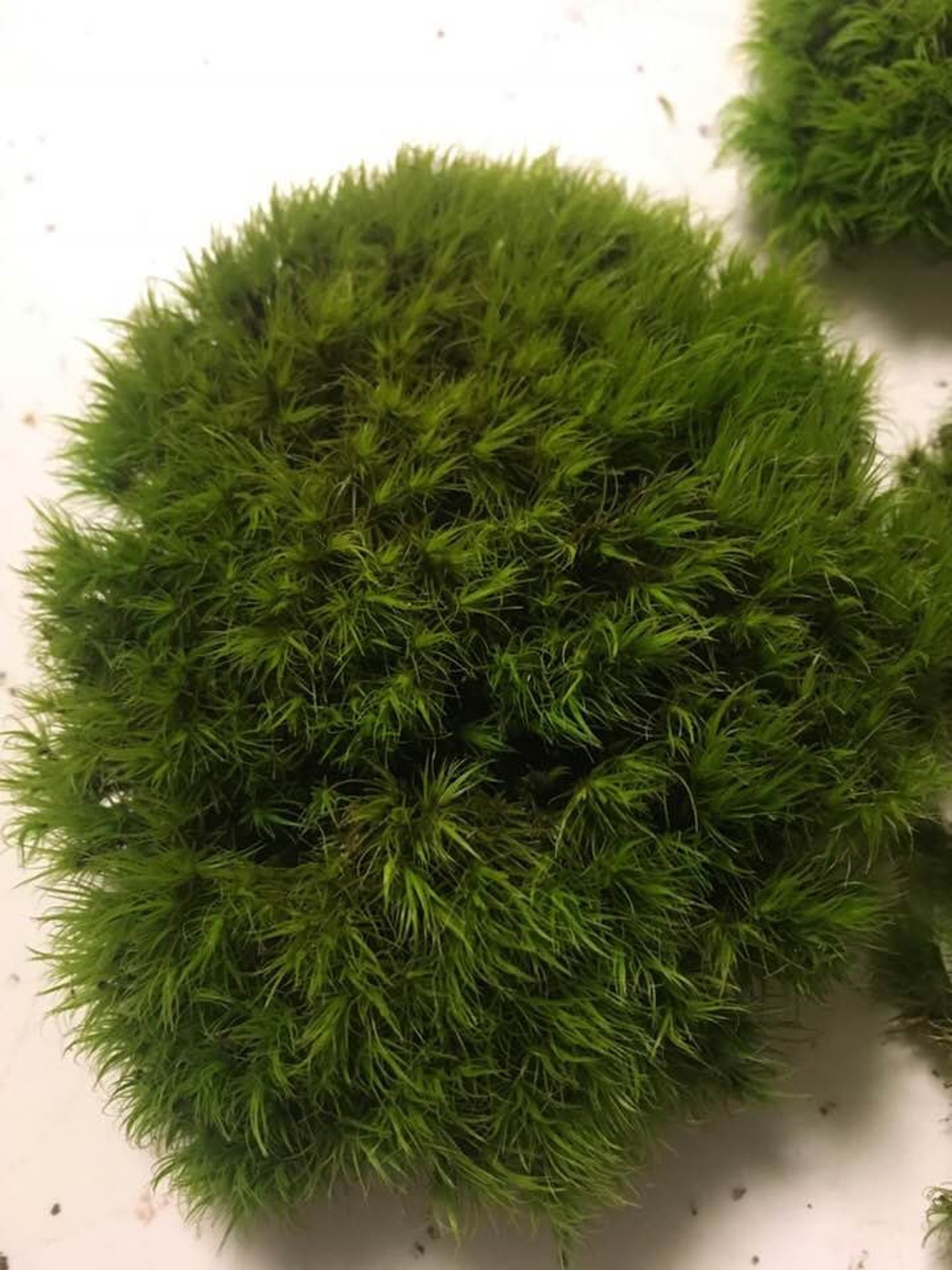 Live Wooly Boulder Forked Moss dicranum Fulvum for - Etsy