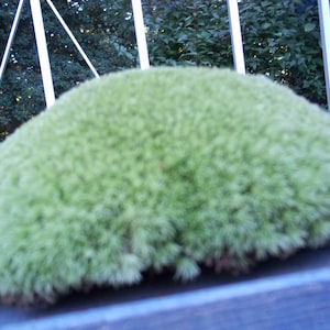 Live Cushion Moss Pillow Moss Pads - (6) Large 3" to 4-1/2" Plants ...