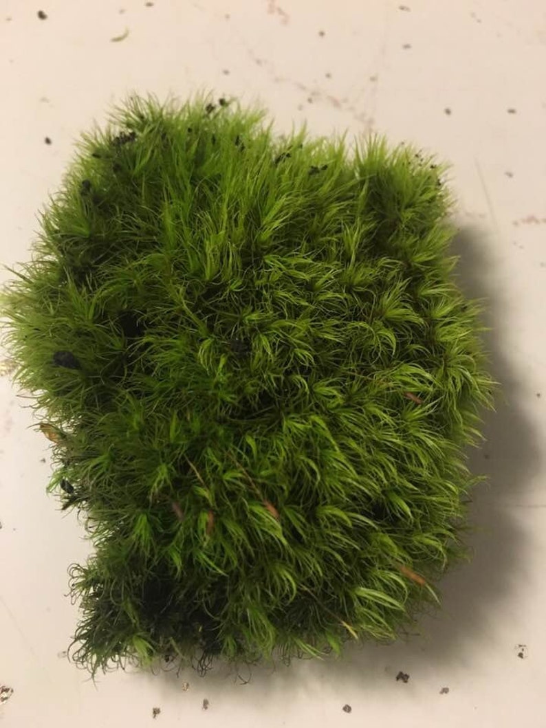 Live Wooly Boulder Forked Moss (dicranum Fulvum) for Terrarium, Garden ...