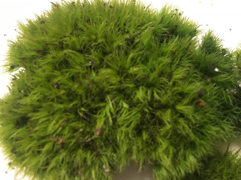 Live Wooly Boulder Forked Moss dicranum Fulvum for | Etsy