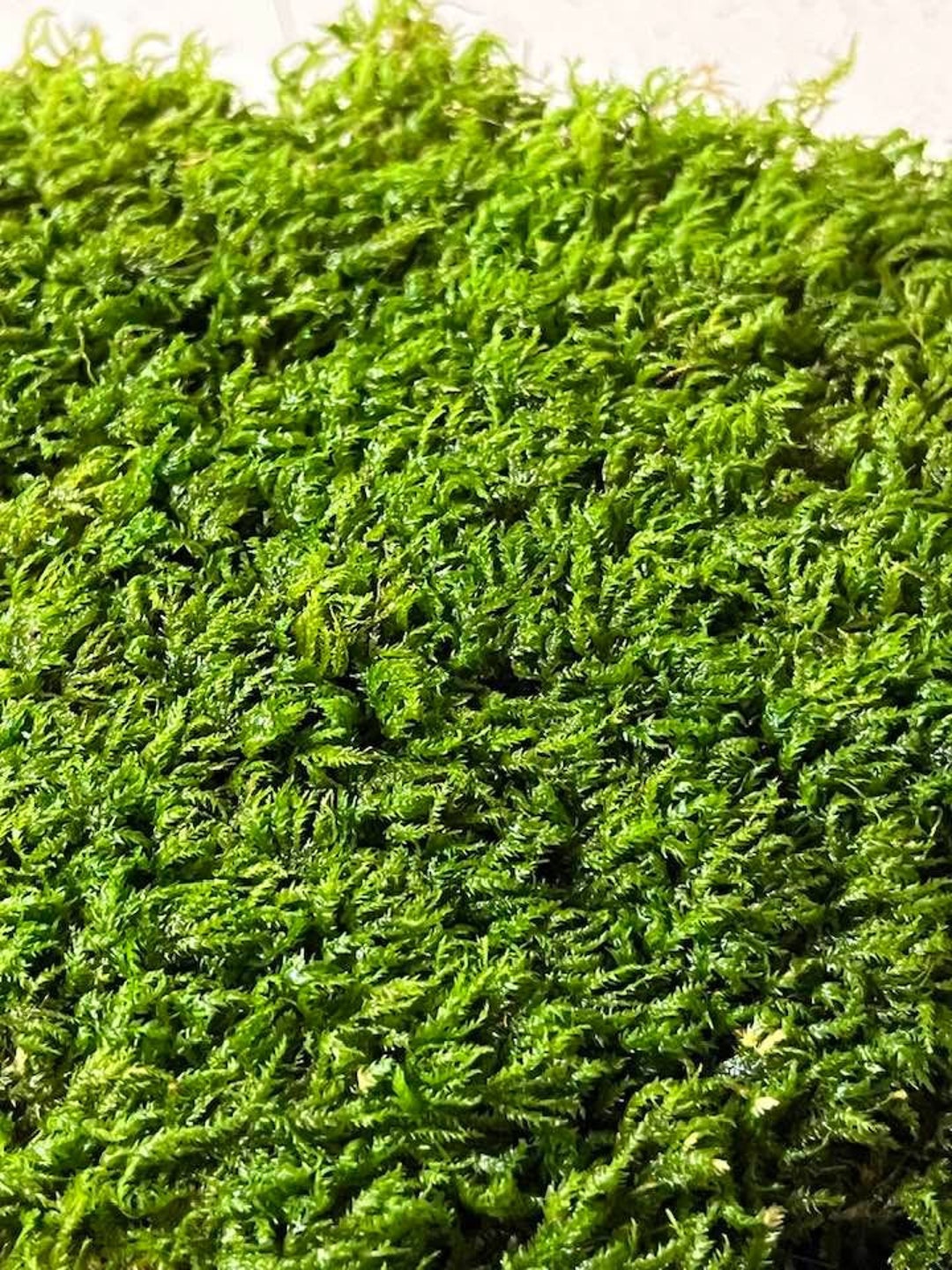 Mouse Tail Moss Fresh Live - Quart Bag - Etsy