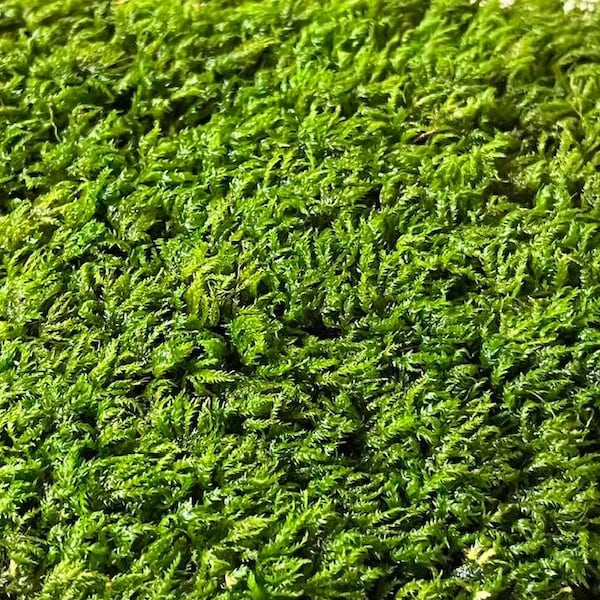 Live Moss - Etsy
