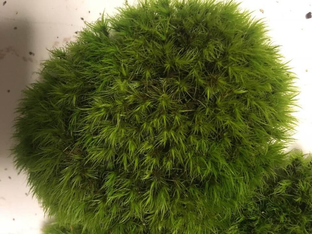Live Wooly Boulder Forked Moss (dicranum Fulvum) for Terrarium, Garden ...