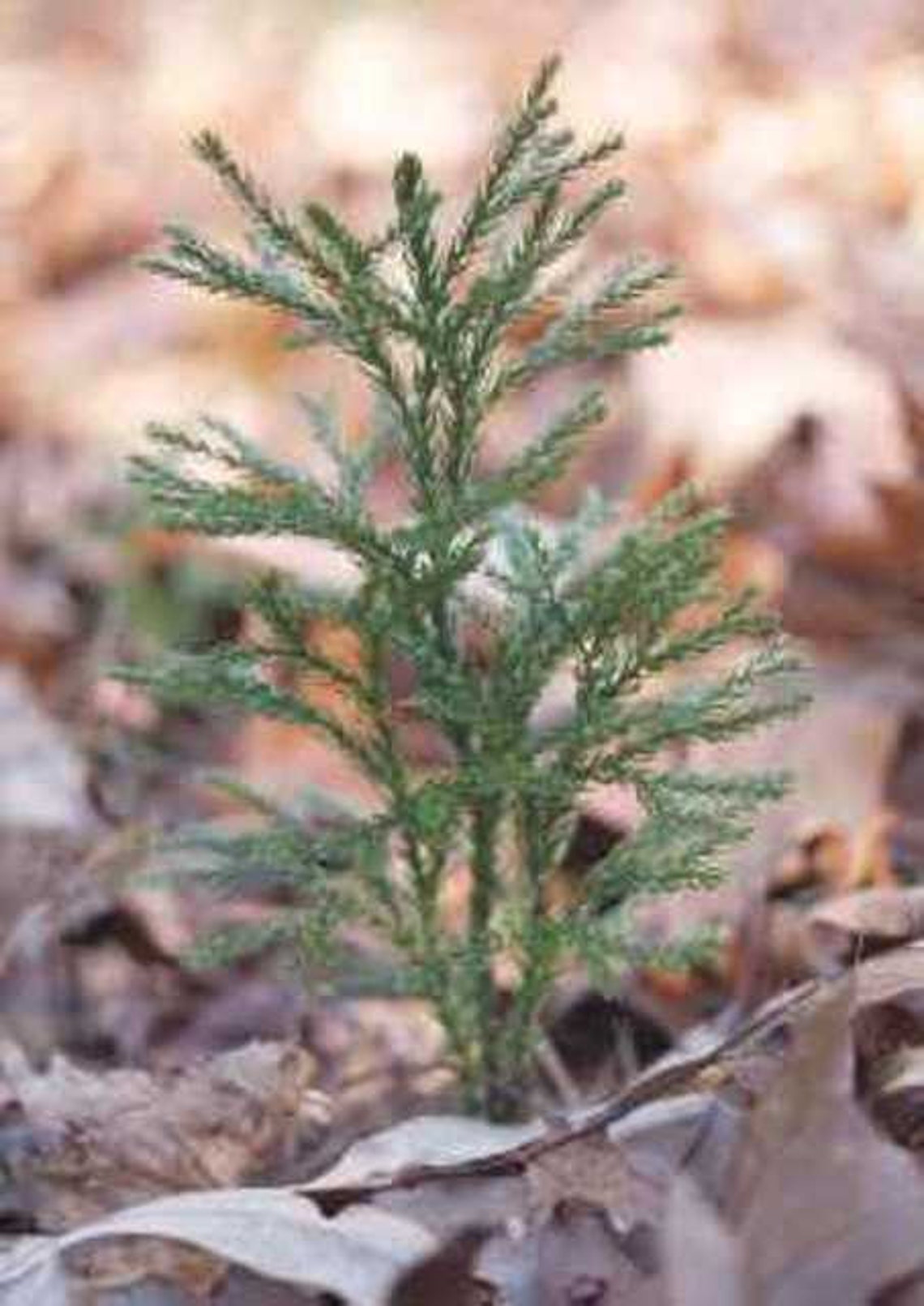 Princess Pine Tree Clubmoss Plants For Fairy Garden | Etsy