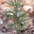 Princess Pine Tree Clubmoss Plants for Fairy Garden, Terrarium, Garden ...