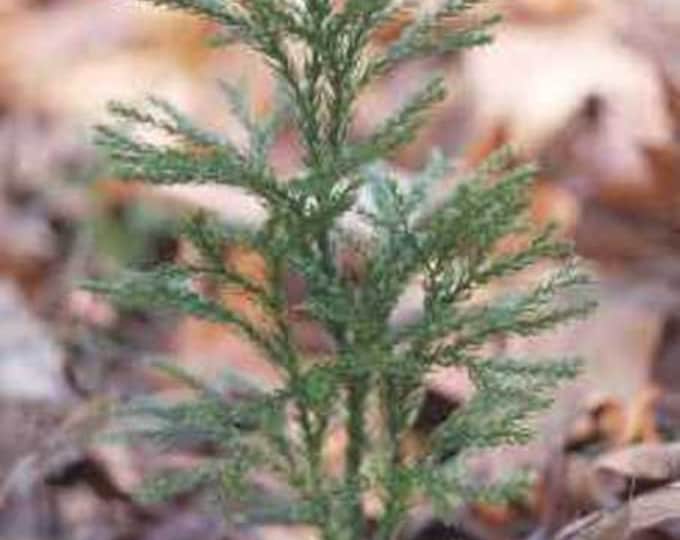 Princess Pine Tree Clubmoss Plants for Fairy Garden, Terrarium, Garden ...