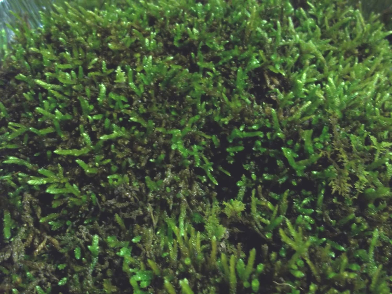 Live Spoon Moss (bryoandersonia) for Vivarium Terrarium Bonsai - Etsy