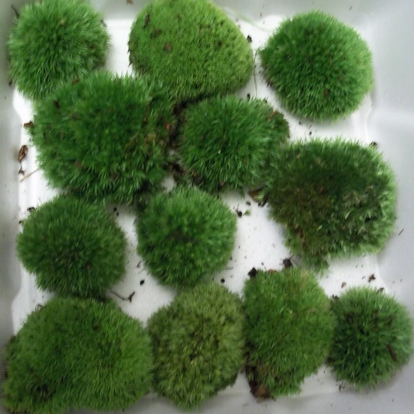 Live Moss Garden - Etsy