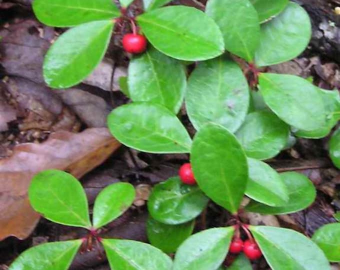 Live Wintergreen Teaberry Plants (gaultheria Procumbens) for Shade ...