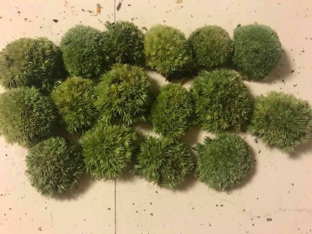 Cushion Moss - Pillow Moss Pads - Approximately 1" Size for Terrariums ...
