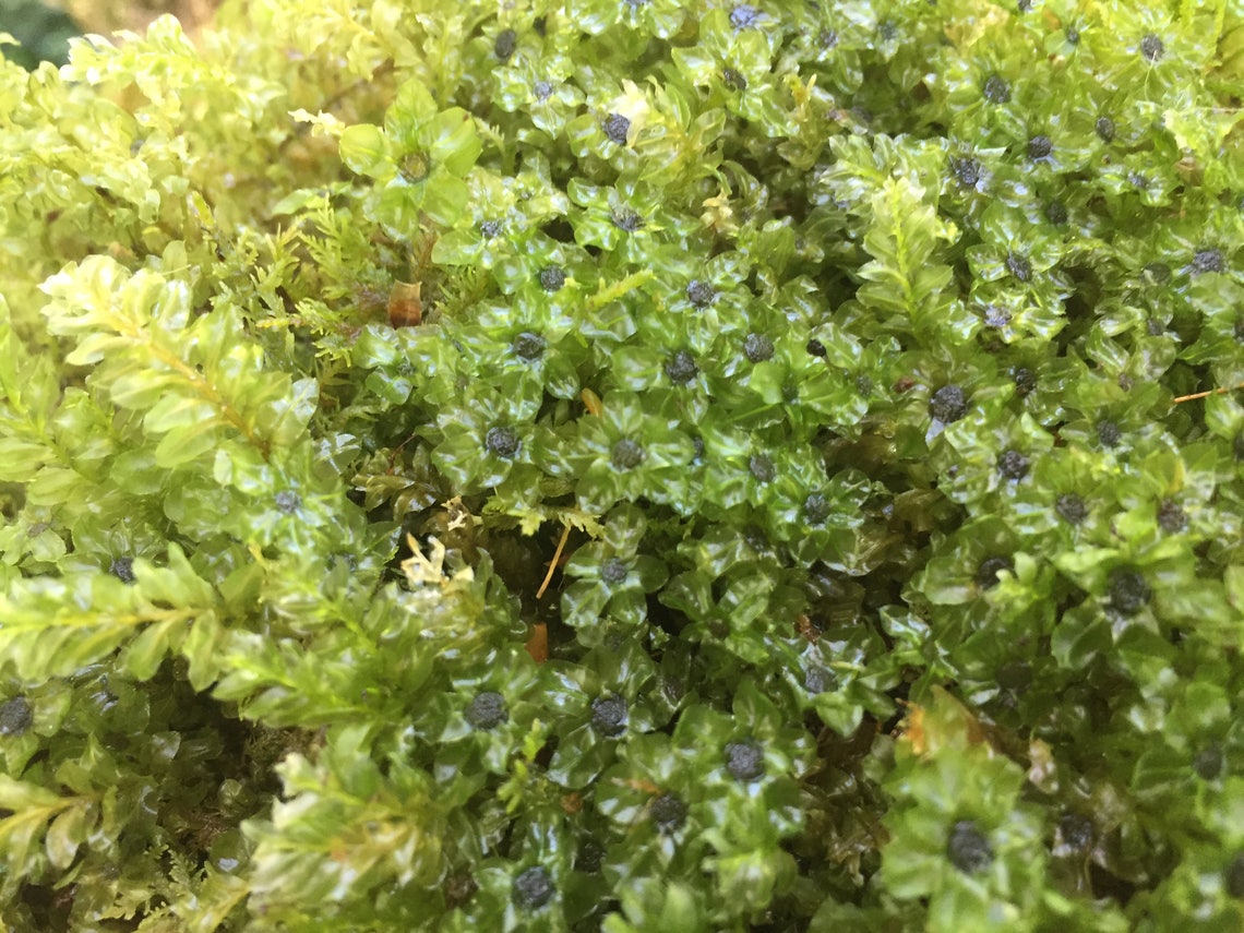 Live Mnium Cuspidatum Moss 1 Quart Terrarium Vivarium Bonsai - Etsy