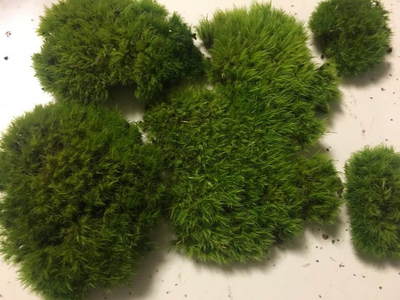 Live Wooly Boulder Forked Moss dicranum Fulvum for - Etsy