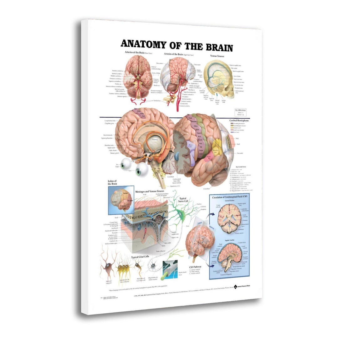 Anatomy of the Brain Painting on Canvas Wall Art Poster Picture Print ...