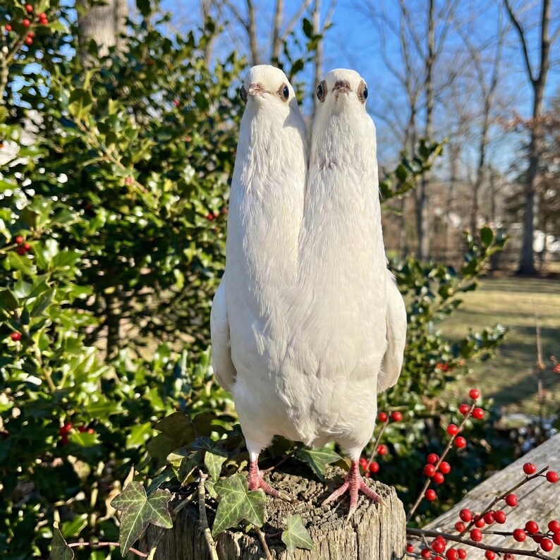 Two Headed Taxidermy White Pigeon - Ethically Sourced | Magic Prop Dove ...