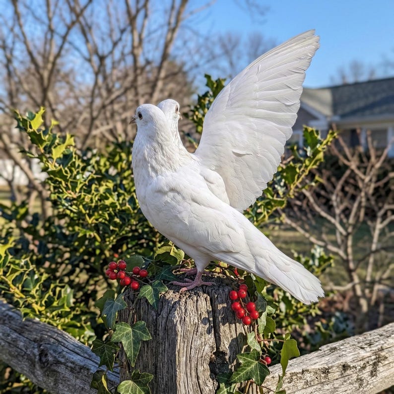 Two Headed Taxidermy White Pigeon - Ethically Sourced | Magic Prop Dove ...