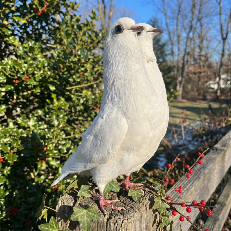 Two Headed Taxidermy White Pigeon - Ethically Sourced | Magic Prop Dove ...