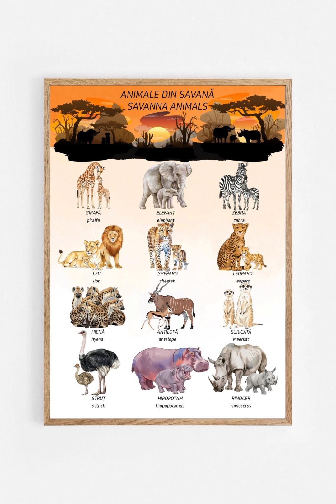 Savanna Animals Educational Poster - Bilingual English and Romanian ...