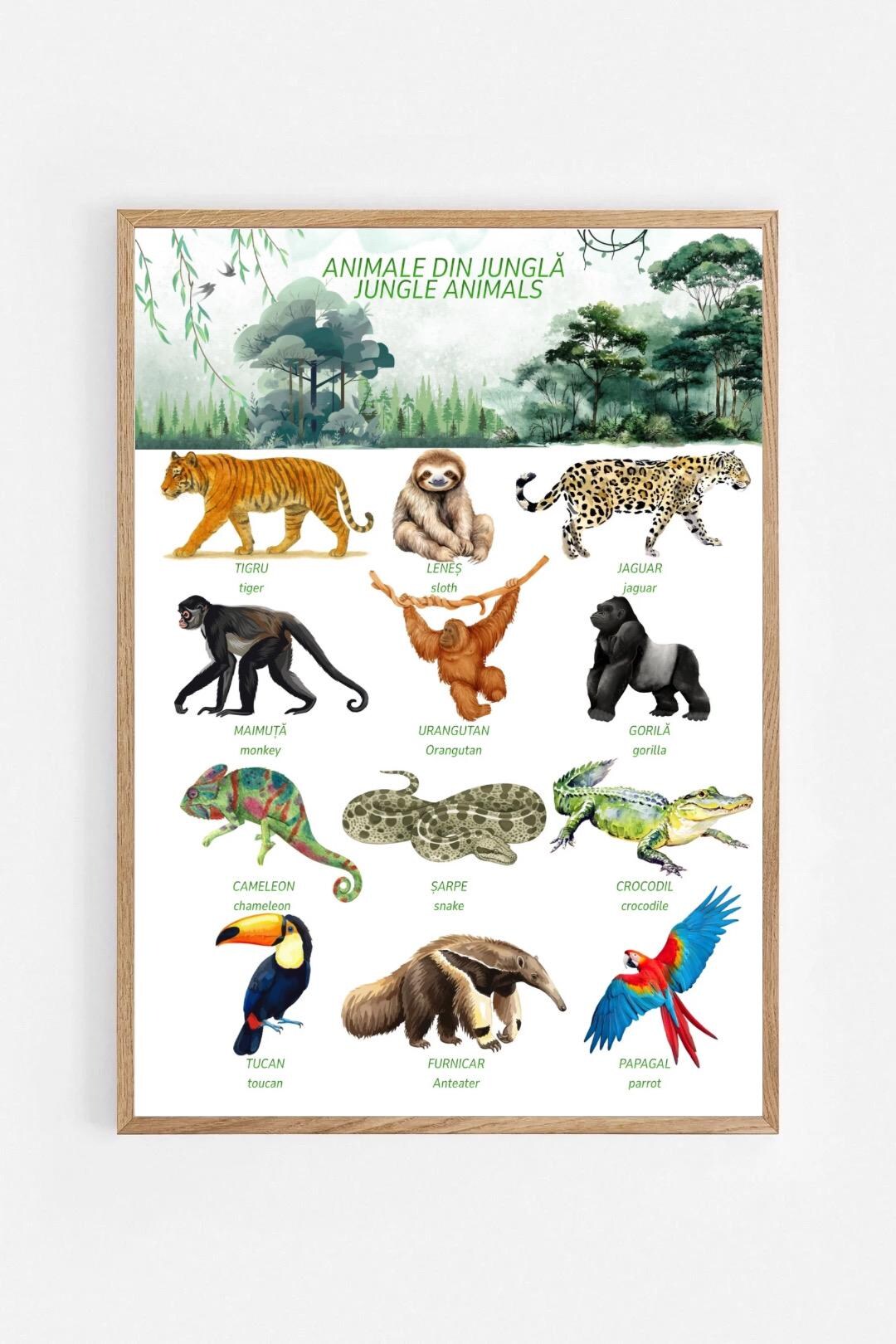Jungle Animals Educational Poster - Bilingual English and Romanian ...