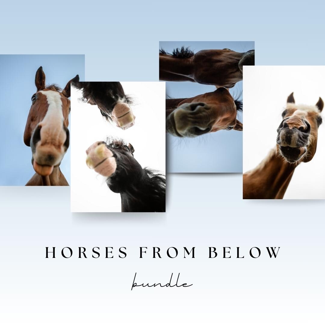 4-piece Horse Photo Set | Horses From Below Bundle 1 | Funny Horses ...
