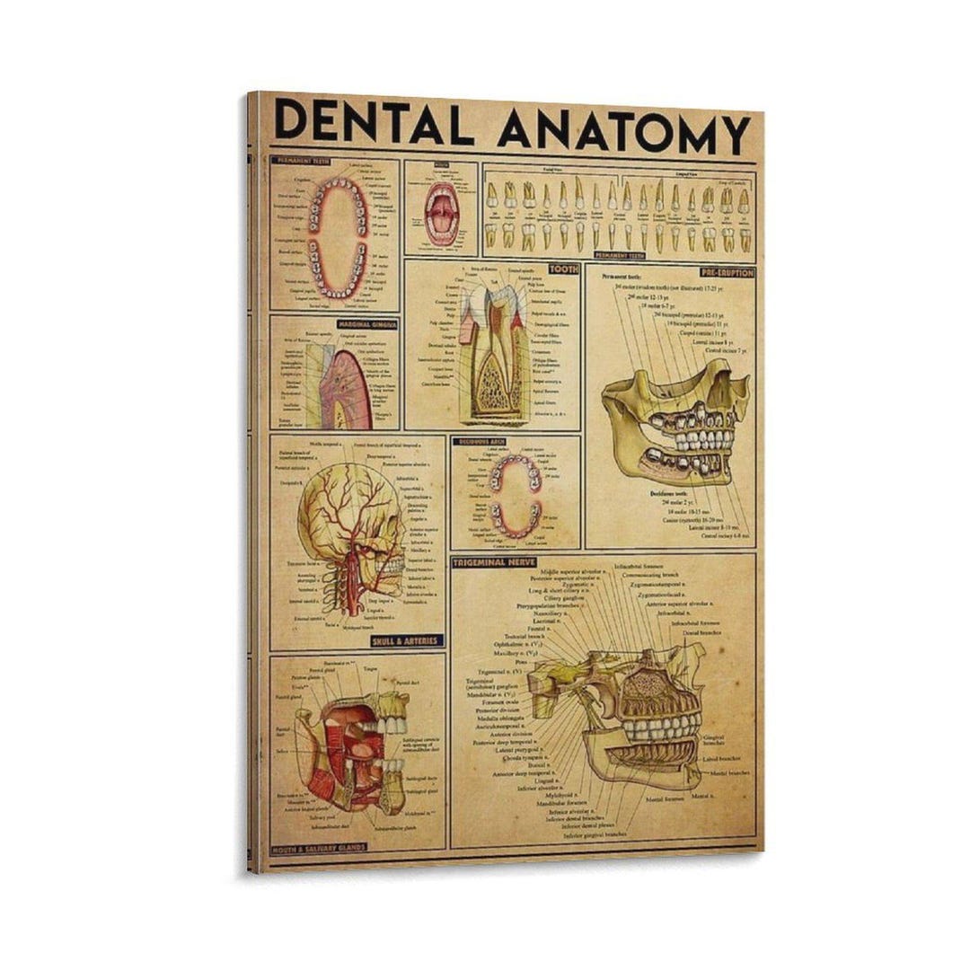 Dental Anatomy Art Print, Skull Diagram, Dentist Office Decor - Etsy