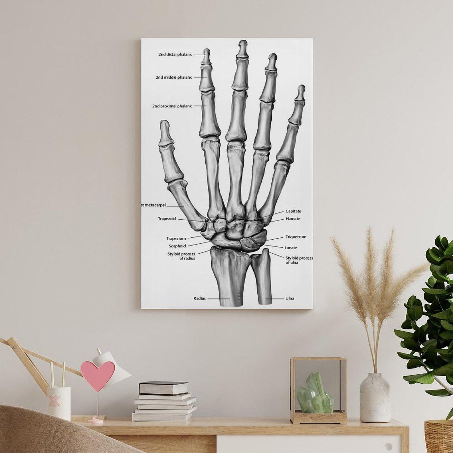 Human Hand Bones Anatomy Art, Canvas Print, Medical Wall Decor - Etsy